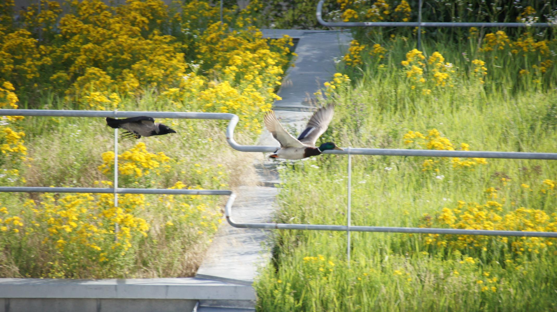 Enten vs. Krähen – mei hompeitsch – was als papablog begann…