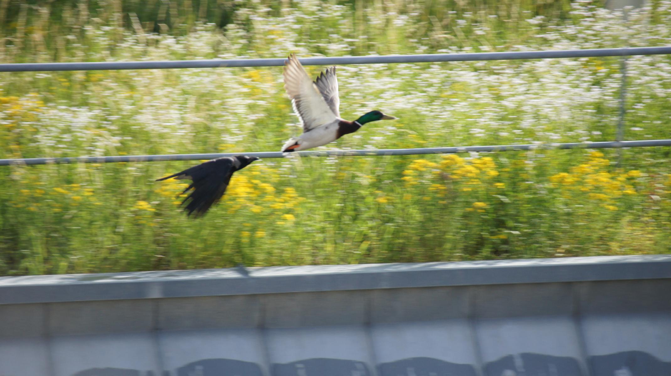 Enten vs. Krähen – mei hompeitsch – was als papablog begann…